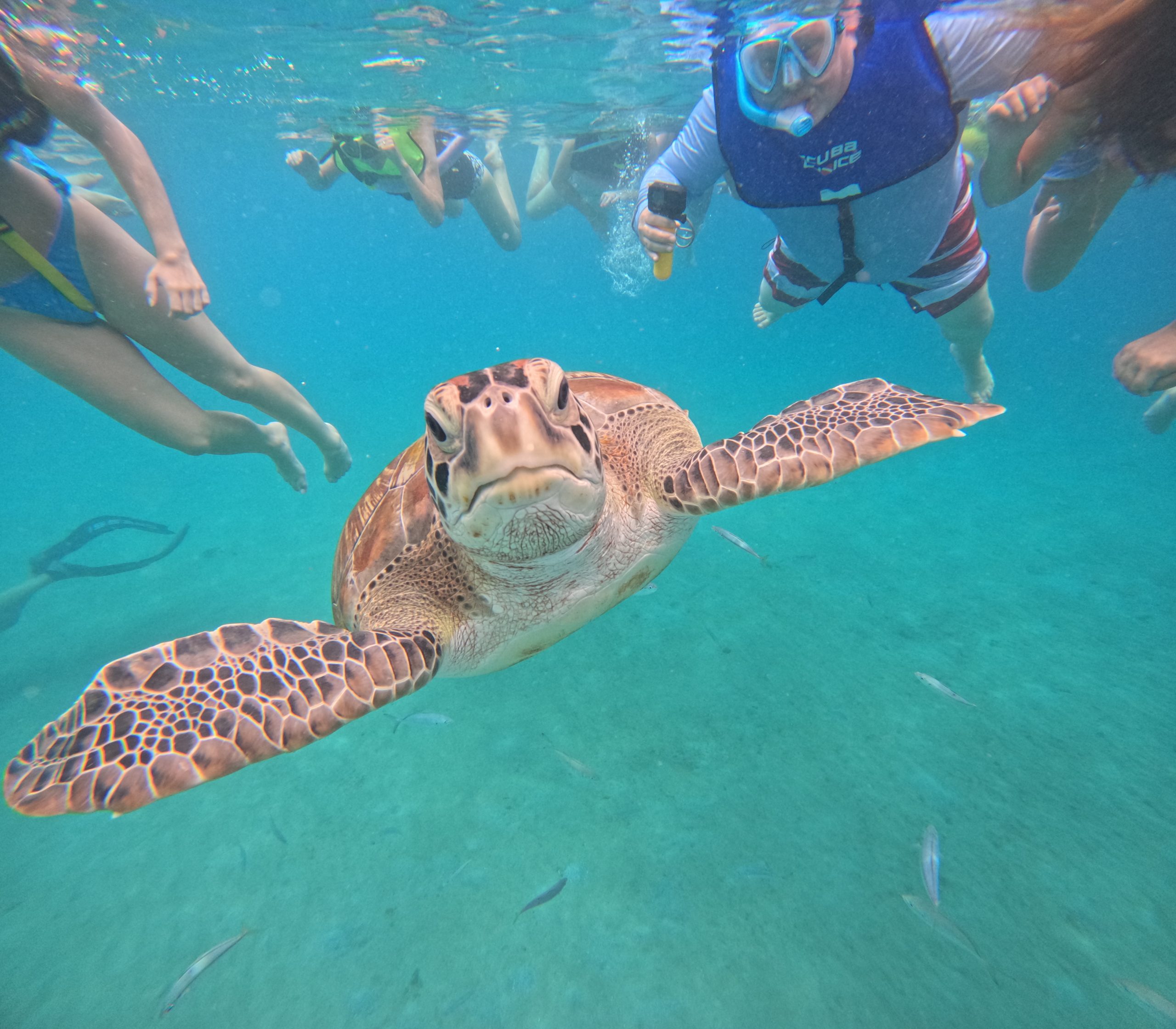 Cruise Shore Excursions - Curacao Swimming with Sea Turtles Shore ...
